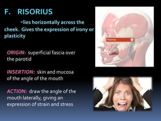 Musculature of head | PPT