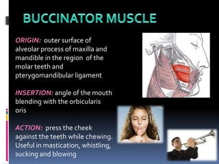 Buccinator Origin And Insertion