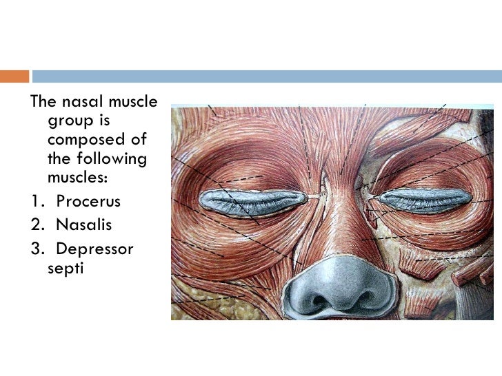 Musculature Of The Head And Neck