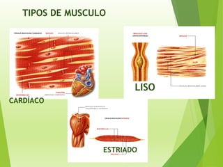 Musculo | PPTX