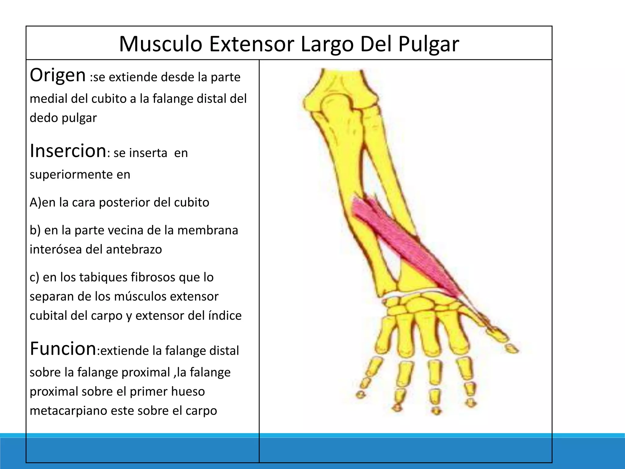 Músculo Del Miembro Superior | PPTX
