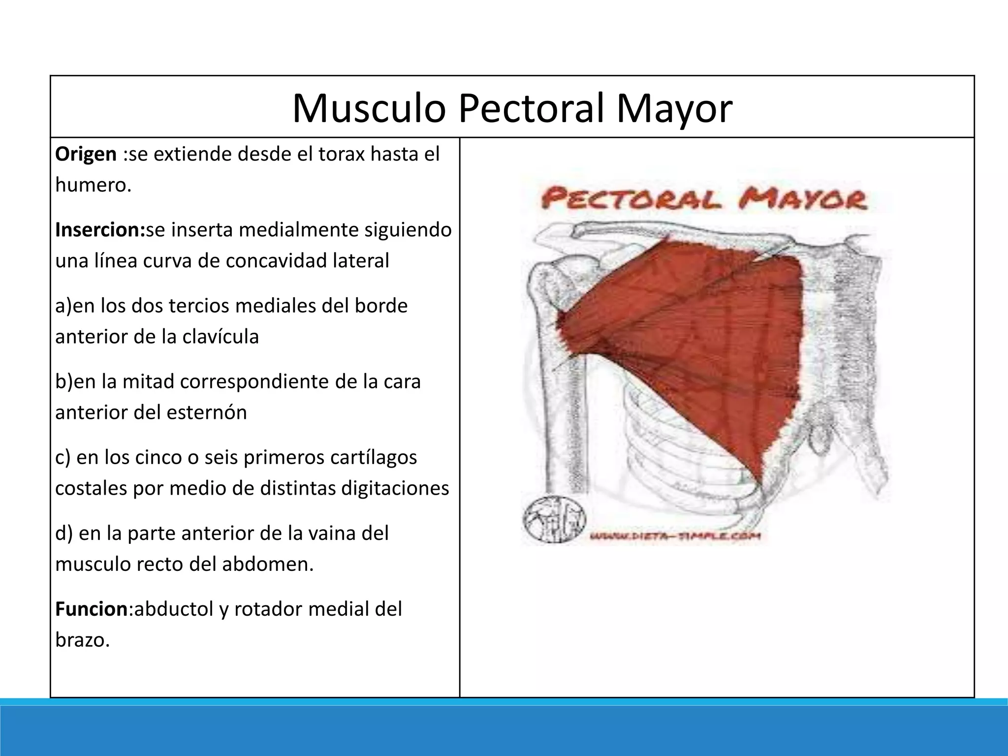 Músculo Del Miembro Superior | PPTX