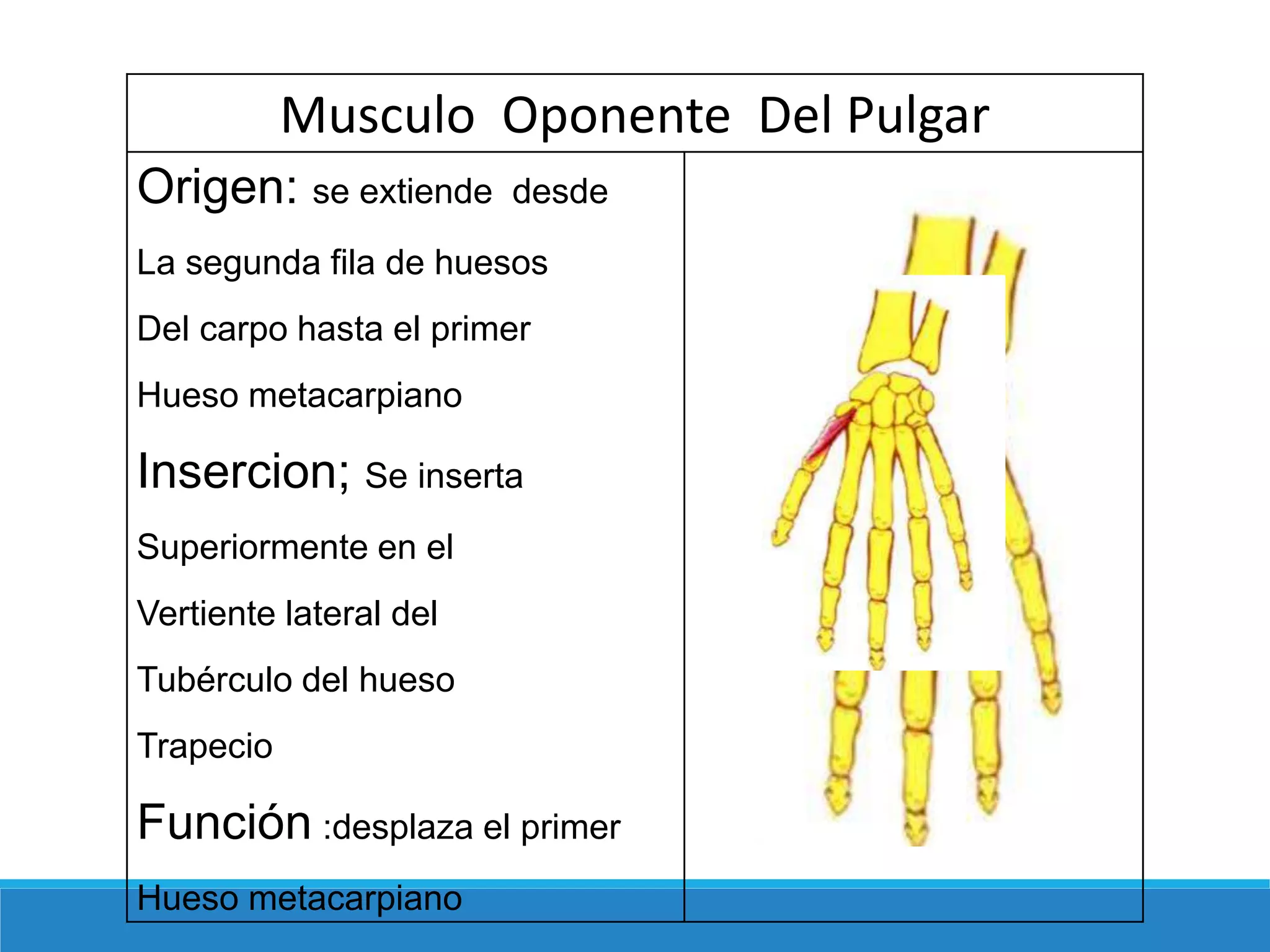 Músculo Del Miembro Superior | PPTX