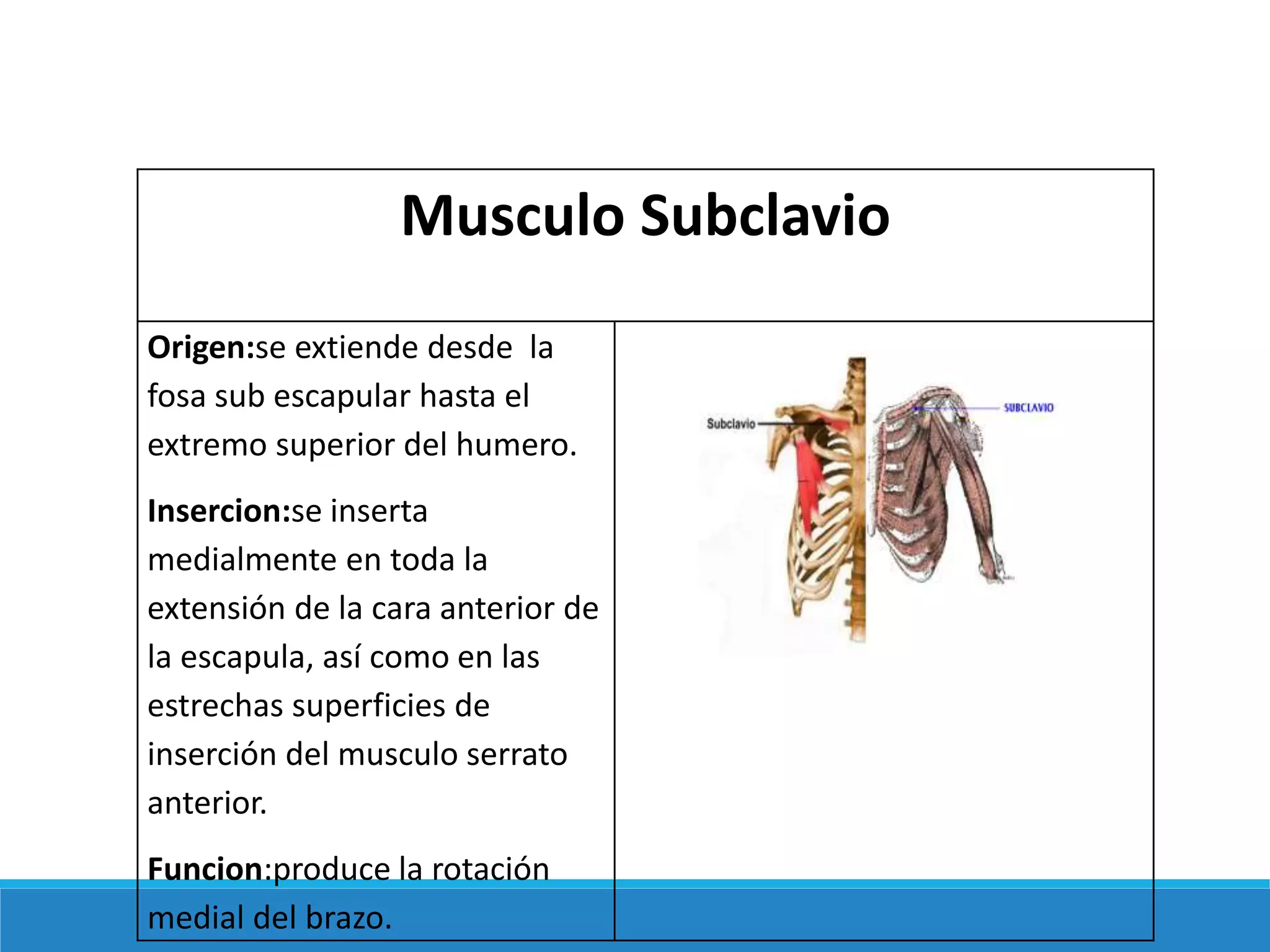 Músculo Del Miembro Superior | PPTX