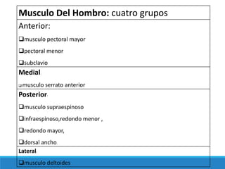 Músculo Del Miembro Superior | PPTX