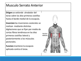 Músculo Del Miembro Superior | PPTX