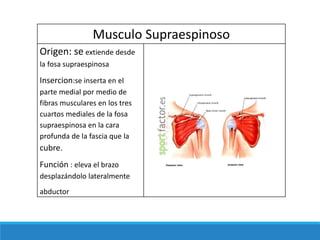 Músculo Del Miembro Superior | PPTX