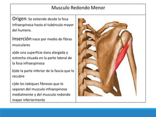 Músculo Del Miembro Superior | PPTX