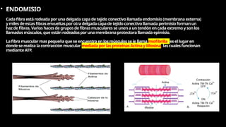 CLASE DE MUSCULOS GENERALIDADES ANATOMOFISIOLOGIA | PPTX