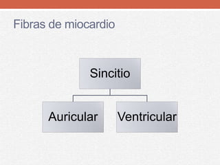 Musculo cardiaco sist conducc | PPTX