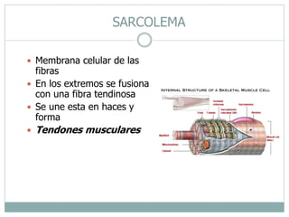 musculo-esqueltico.pptx