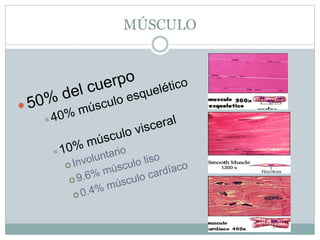 musculo-esqueltico.pptx