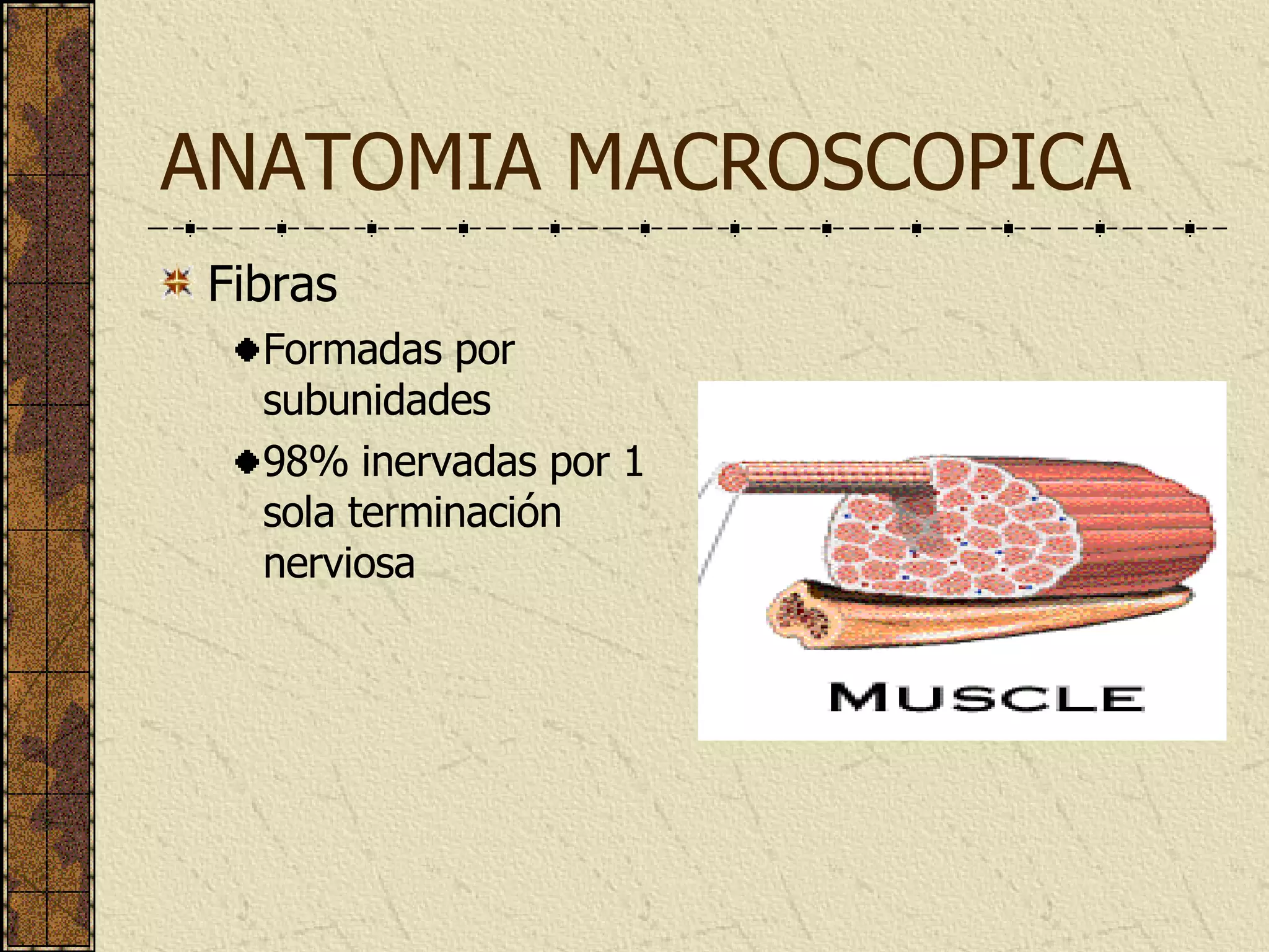 Musculo EsqueléTico I Complet | PPT