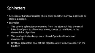 MUSCULO-SKELETAL SYSTEM power point presentation | PPTX