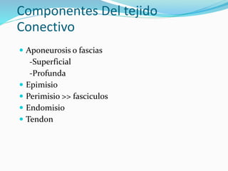 HISTOLOGIA DEL TEJIDO MUSCULAR.ppt