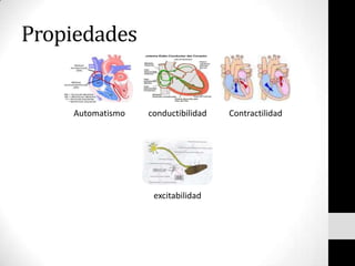 Musculo cardiaco | PPTX
