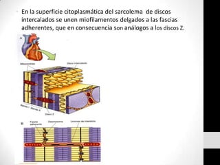 Musculo cardiaco | PPTX