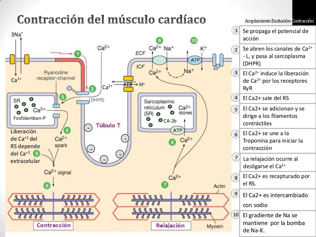 Musculo cardiaco