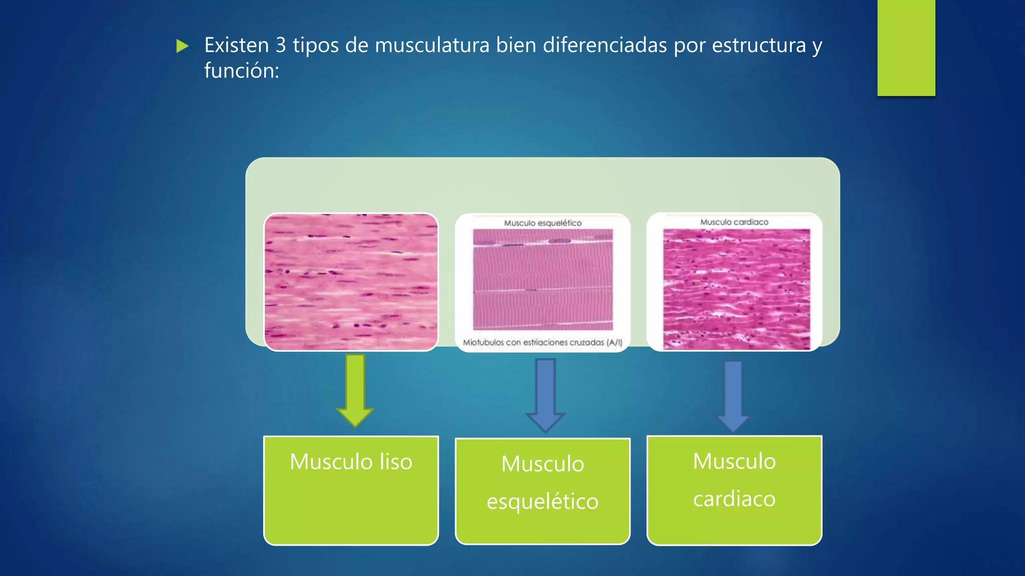 Diagrama Del Músculo Visceral