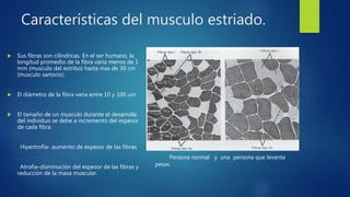 Musculo cardiaco | PPTX