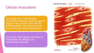 Musculo cardiaco | PPTX