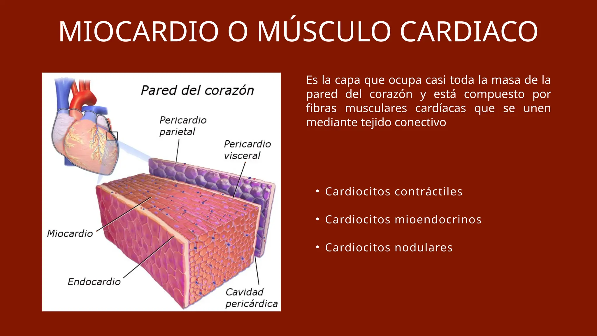 musculo cardiaco anatomia humana musculo | PPTX