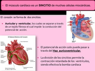 Fisiología y Función del Músculo Cardíaco y Ciclo Cardiaco Completo | PDF