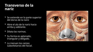 CLASE DE ANATOMOFISIOLOGIA MUSCULOS GENERALIDADES | PPTX
