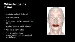 CLASE DE ANATOMOFISIOLOGIA MUSCULOS GENERALIDADES | PPTX