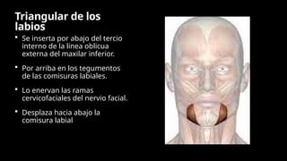 CLASE DE ANATOMOFISIOLOGIA MUSCULOS GENERALIDADES | PPTX