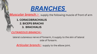 MUSCULOCUTANEOUS NERVE.pdf mbbs 1at yr most important | PDF