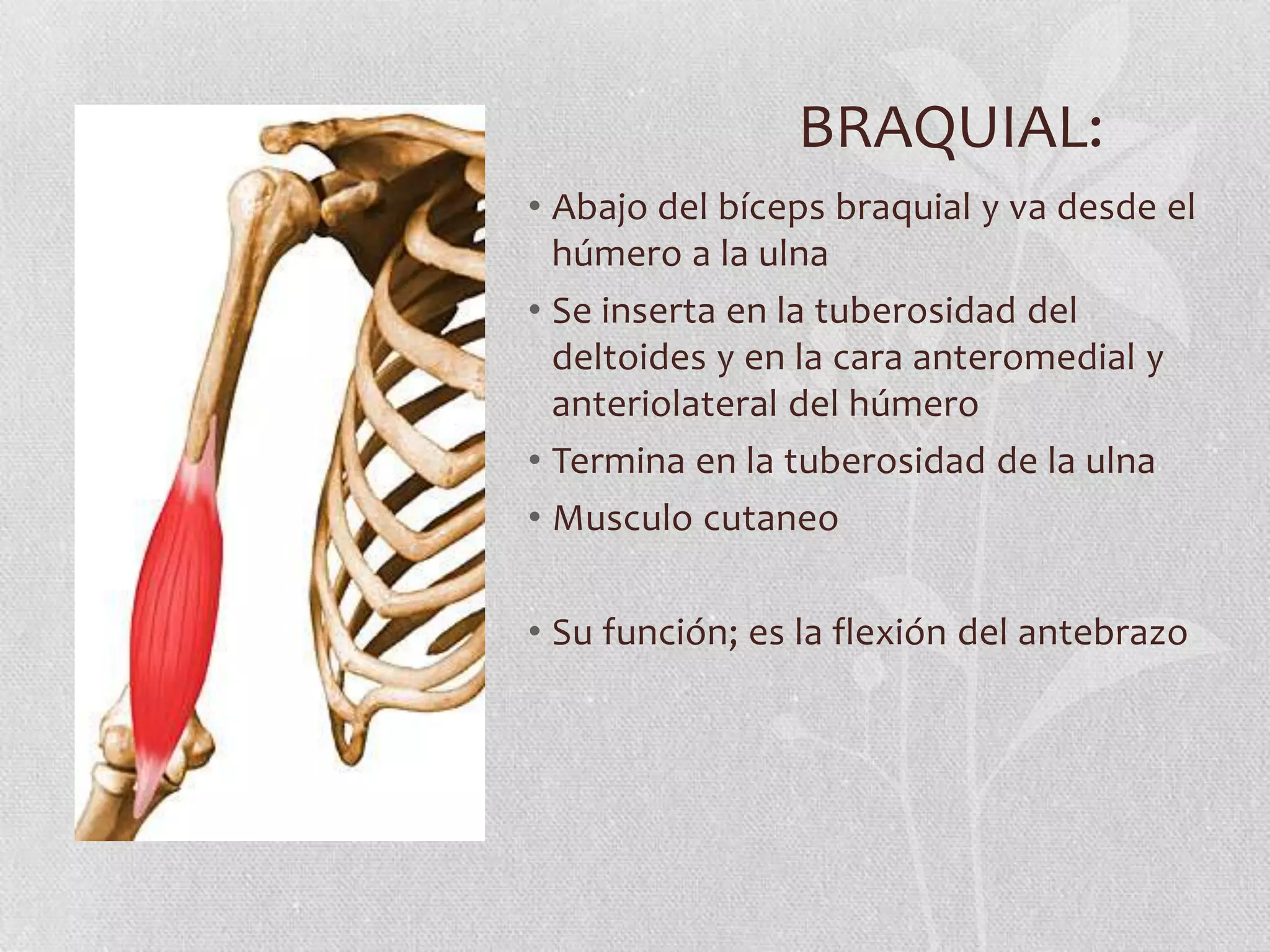 Musculos del brazo | PPTX | Death, Injury, or Military Conflict ...