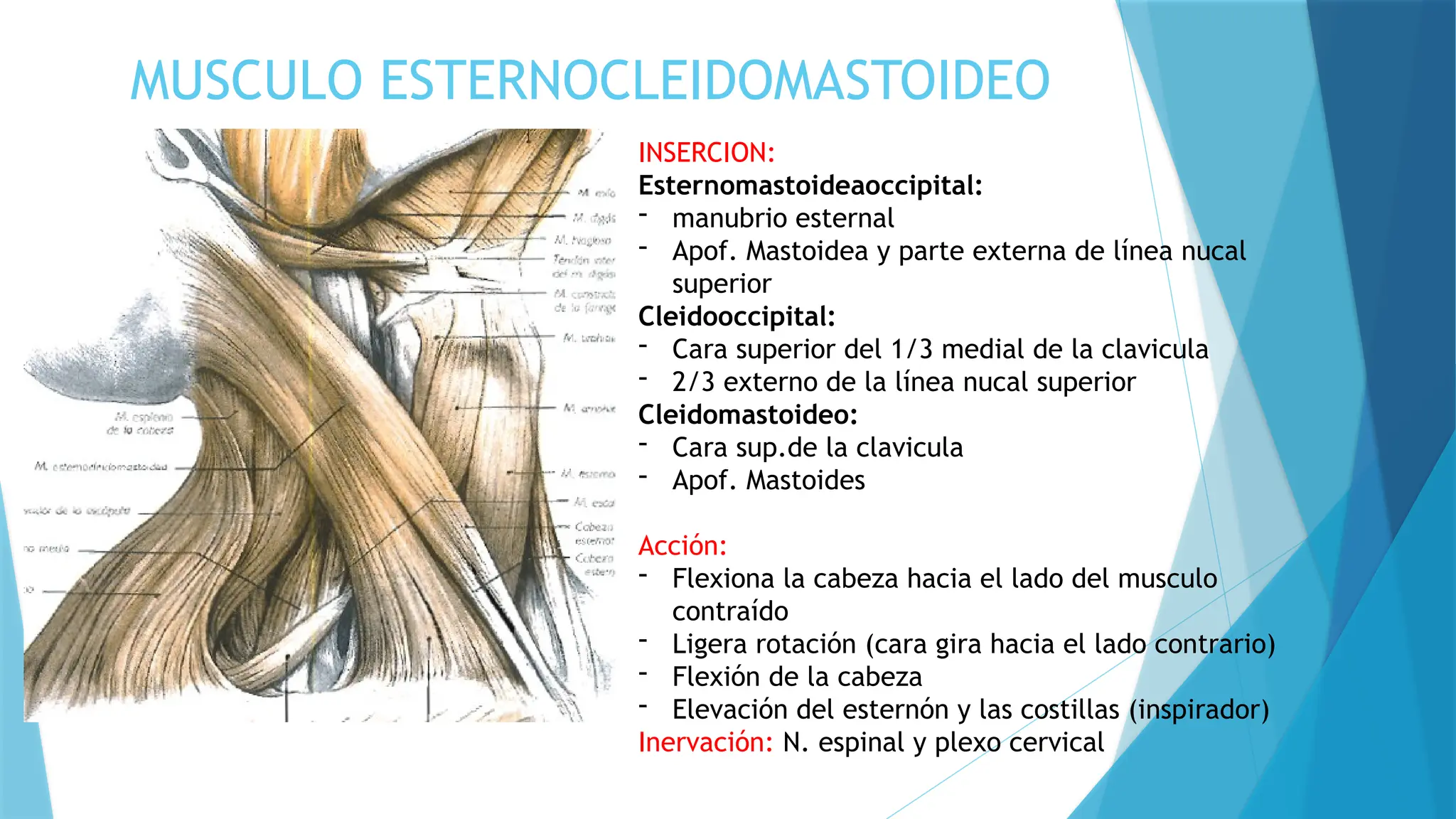 MUSCULO DEL CUELLO EN ANATOMIA NUMERO I.pptx