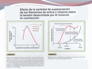 Musculo esqueletico contraccion y exitacion | PPTX