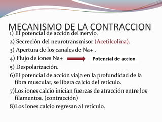 Musculo esqueletico contraccion y exitacion | PPTX