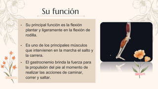 Explicacion de musculos gastrocnemios- ANATOMIA | PPTX