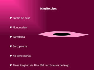 Musculo Histo 07 | PPT