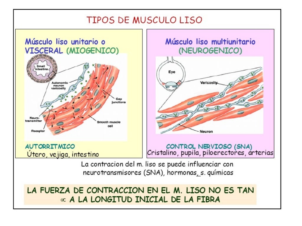 Musculo liso