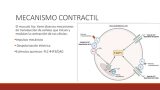 MUSCULO LISO.pptx