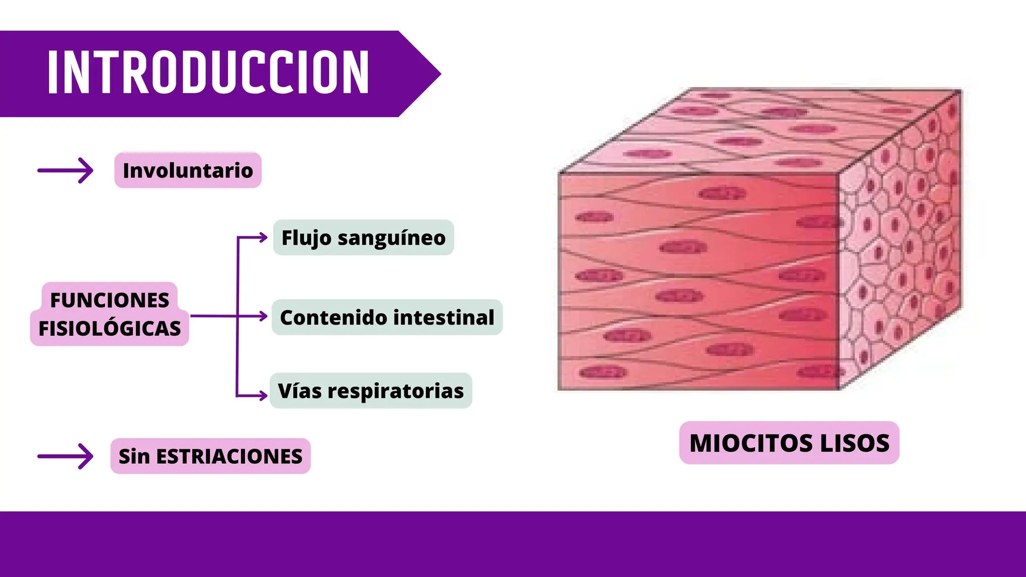 MUSCULO LISO - Primera Unidad - Histologia.pdf