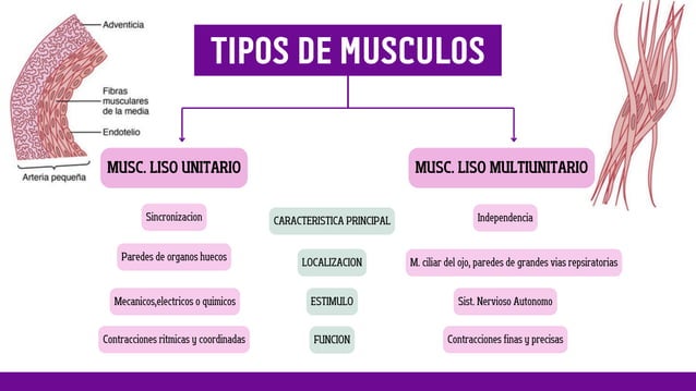 MUSCULO LISO - Primera Unidad - Histologia.pdf