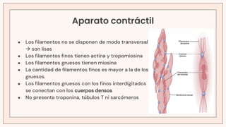 músculo liso, generalidades, fisiología | PDF