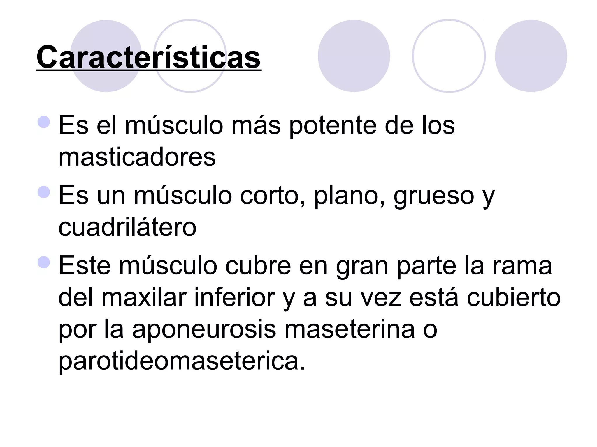 Musculo masetero | PPT