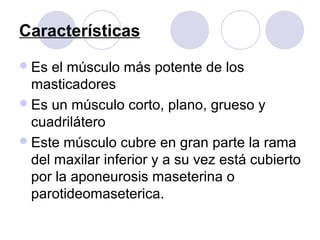Musculo masetero | PPT