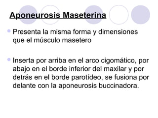 Musculo masetero | PPT