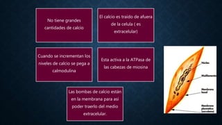 Musculo & mecanismos de excitacion | PPTX