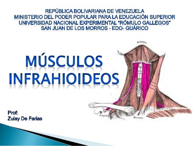 Músculos Infrahioideos