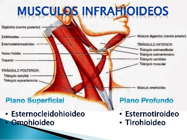 Músculos Infrahioideos