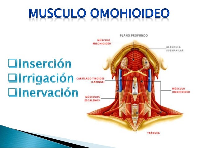 Músculos Infrahioideos
