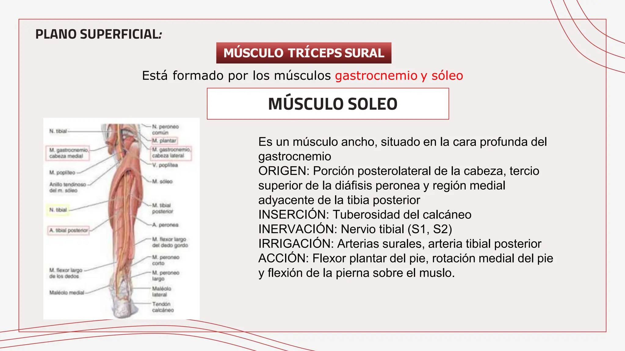MUSCULO PIERNA COMPORTAMIENTO POSTERIOR.pptx | Death, Injury, or ...